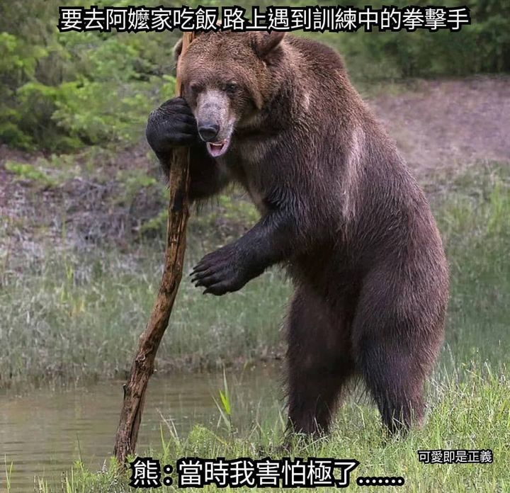 特椅之戰後續 ！ 館長：150萬沒那麼好拿 ！ Toyz與館長簽約最新懶人包 | 八卦新聞