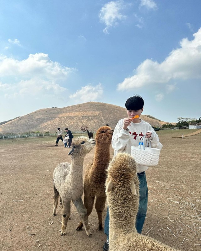 請問畫面中有幾隻羊駝? DEFT IG更新