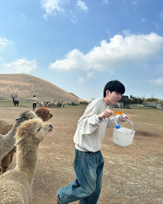 請問畫面中有幾隻羊駝? DEFT IG更新